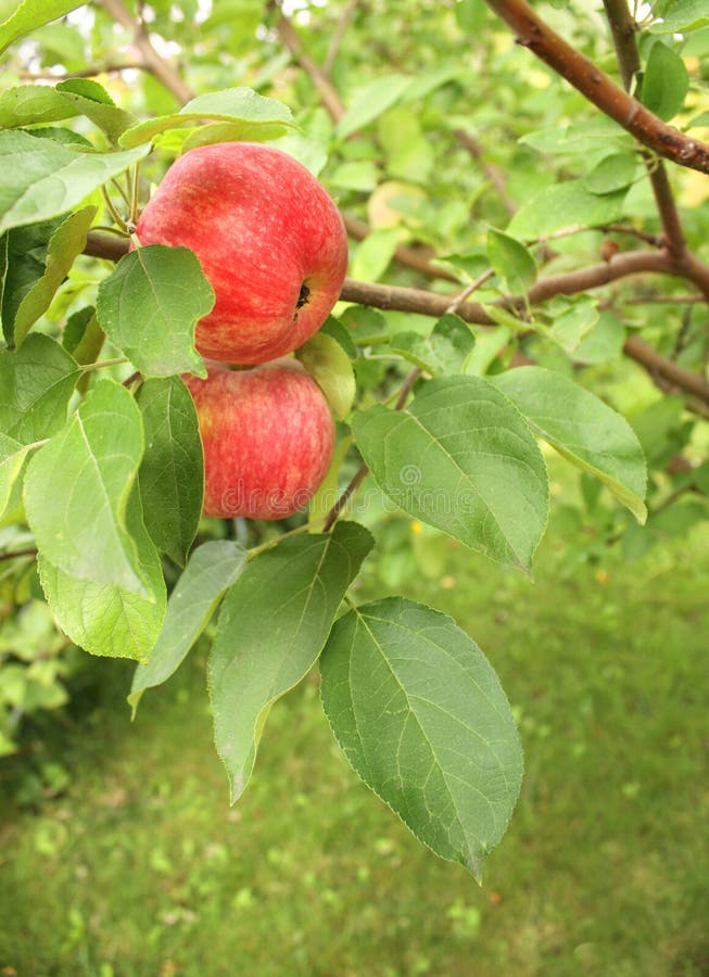Crop of apples stock photo. Image of garden, abundance - 26182824