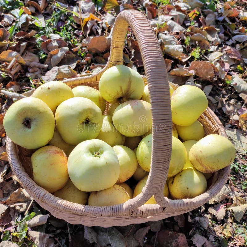 Crop of apples stock image. Image of branch, apple, produce - 200735591