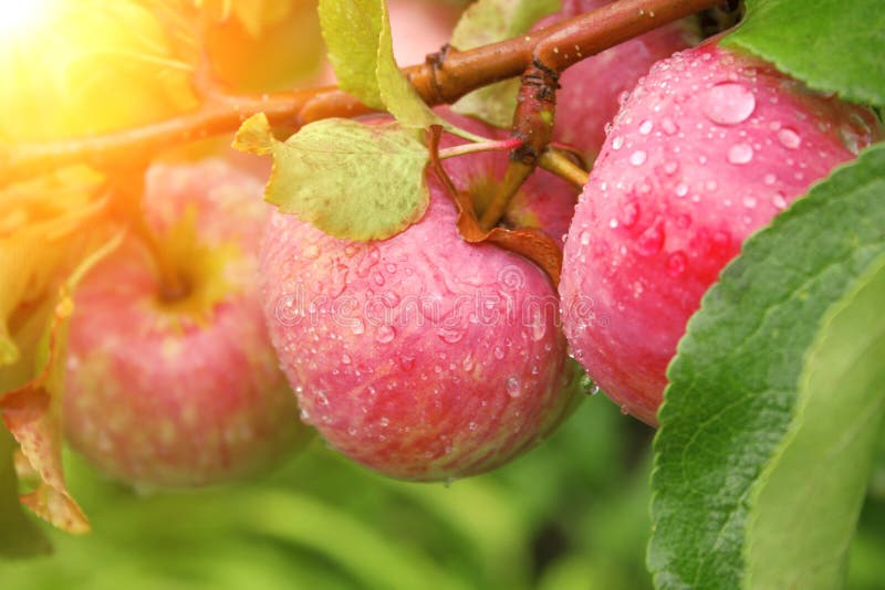 Crop of apples stock photo. Image of orchard, crop, eden - 31380018