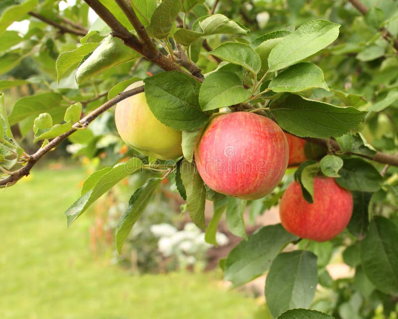 Crop of apples stock photo. Image of sweet, stem, garden - 92859822