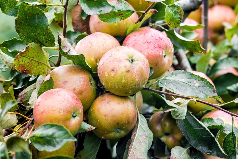 Crop of apples stock image. Image of green, apple, garden - 11078501