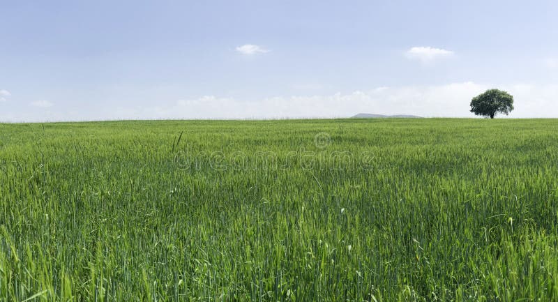 Crop Area in the Fields, Agricultural Production and Agricultural ...