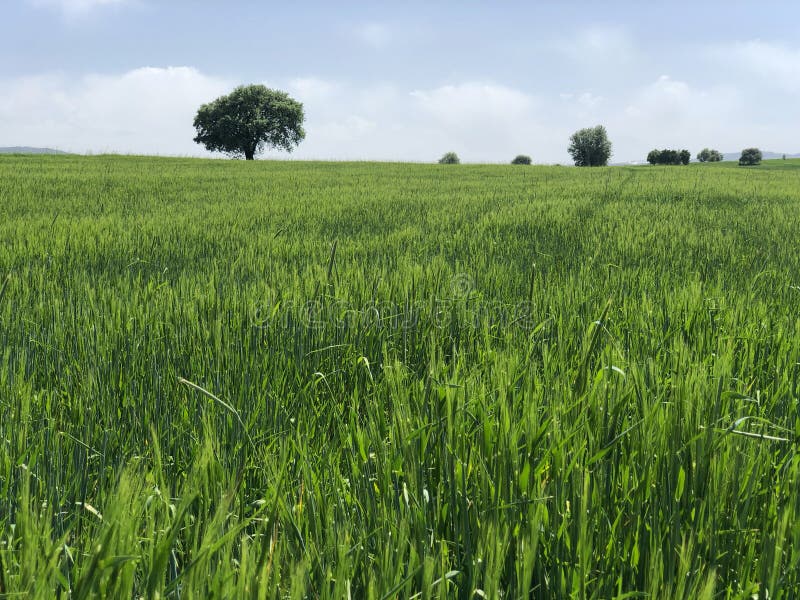 Crop Area in the Fields, Agricultural Production and Agricultural ...