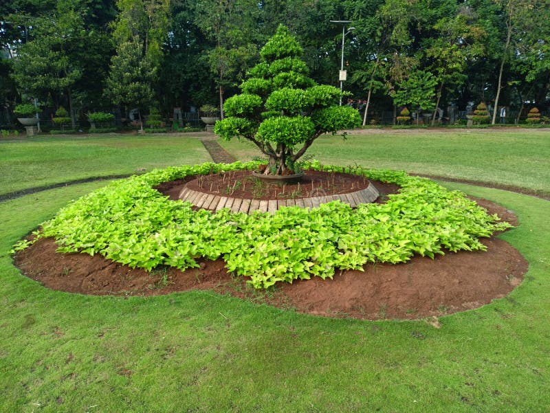 Crop Art with Circle Shape and One Small Tree Beautifully Manicured ...