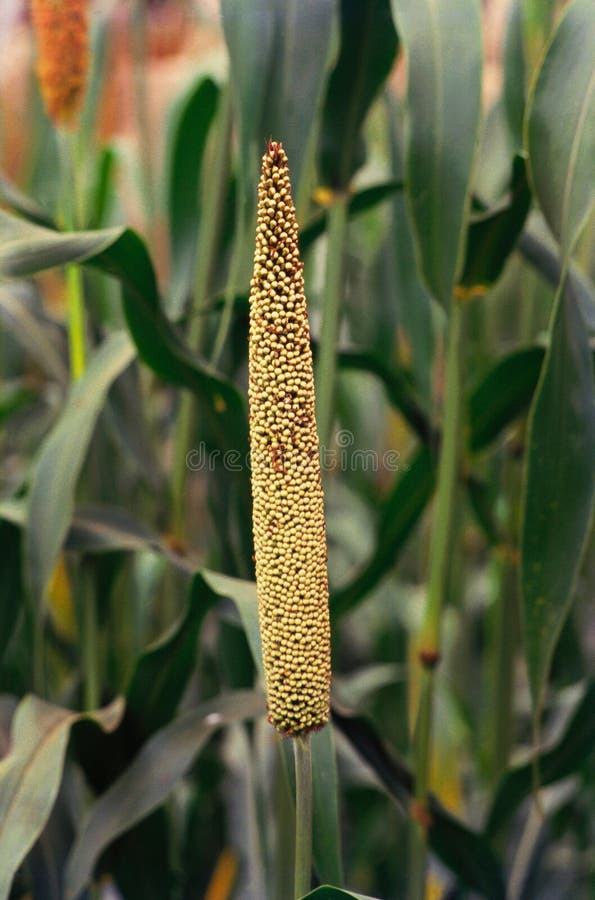 Indian crop bajra India stock image. Image of crop, foodstuff - 348661985