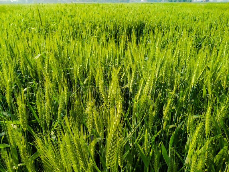 Crops stock image. Image of lawn, meadow, grassland - 212120353