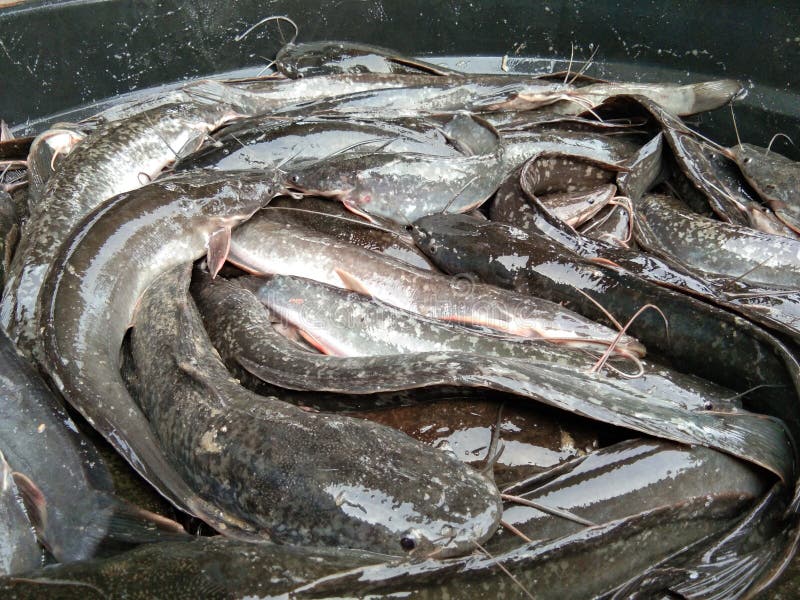 Crop of catfish stock photo. Image of crop, fish, pool - 201947114