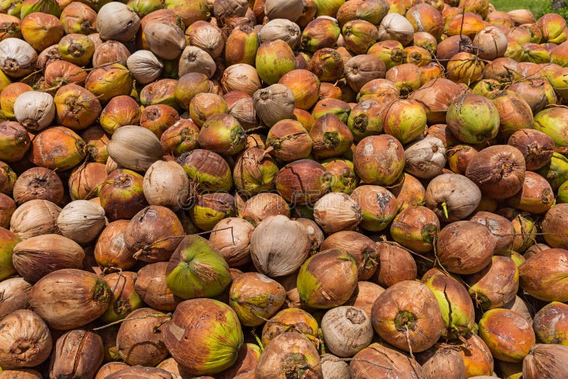 Crop of Coconut in Thailand Stock Photo - Image of freshness, thailand ...