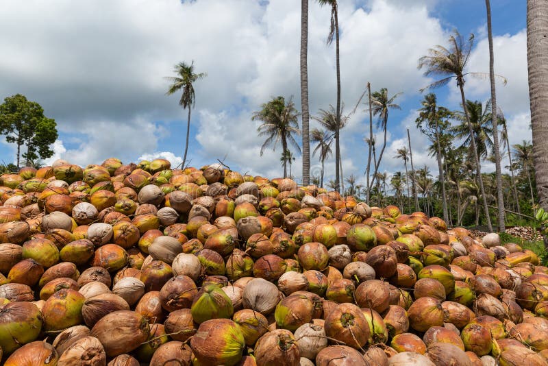 Crop of Coconut in Thailand Stock Image - Image of coconut, outdoors ...