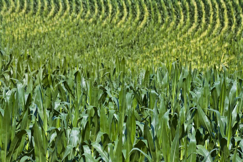 Crop of corn stock photo. Image of plants, ripening, grow - 8871148