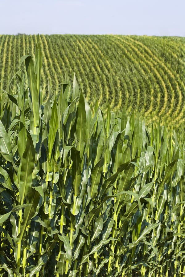 Crop of corn stock photo. Image of maize, water, earth - 9743170