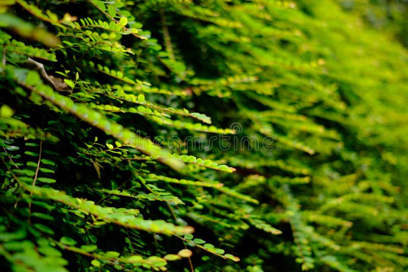 Crop Cover Grows in Damp and Cool Areas Stock Image - Image of botany ...