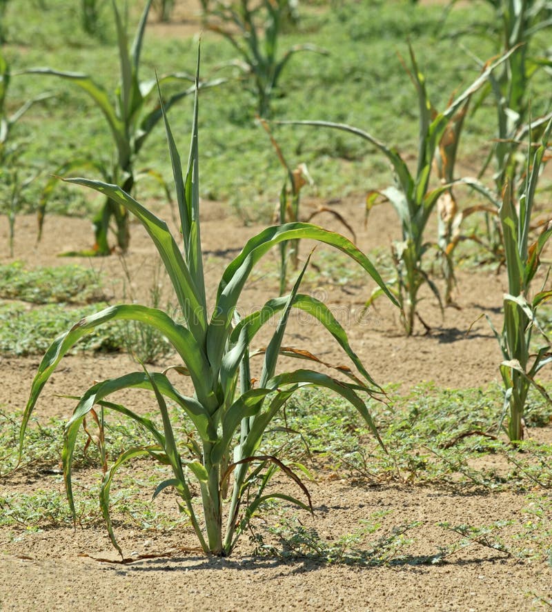 Corn Plant Growing stock photo. Image of sprout, green - 19857994