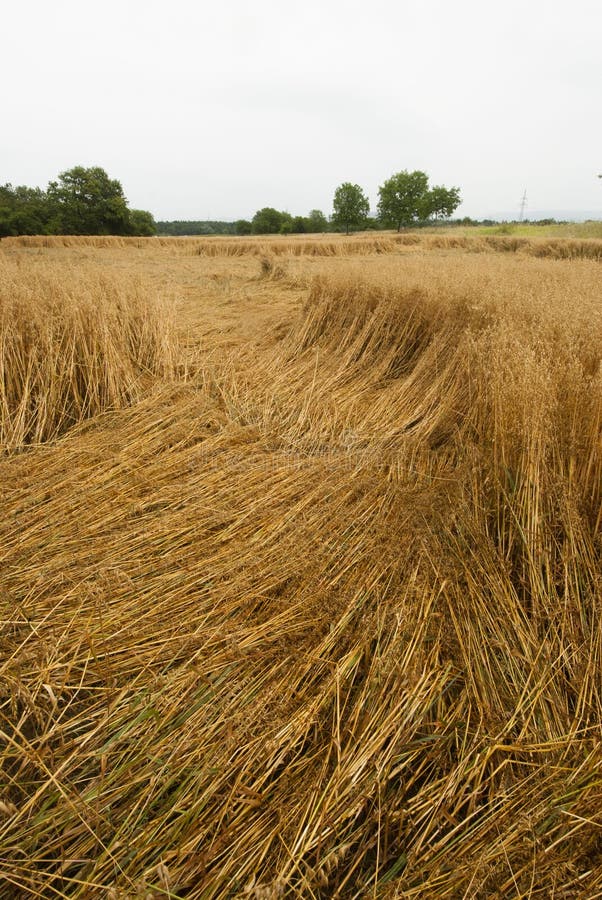 Crop Damage in the Cornfield, Germany Stock Photo - Image of ...