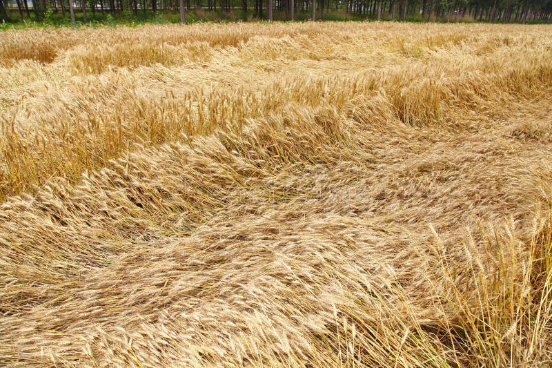 Crop disaster stock image. Image of food, grow, deflated - 297509455
