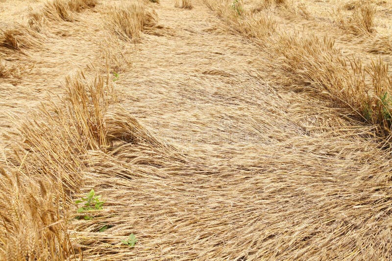 Crop disaster stock image. Image of drought, leaves - 297509477