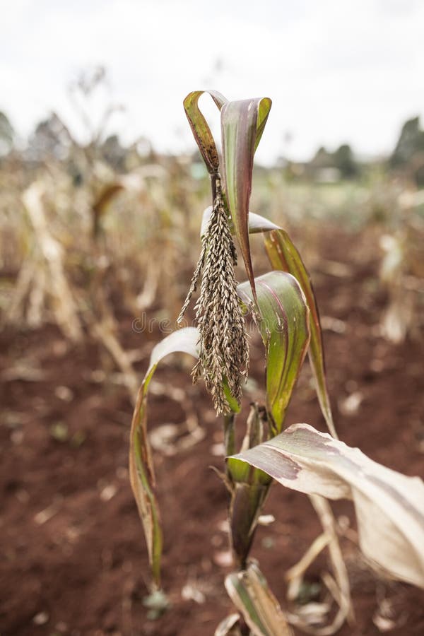 Crop failure stock photo. Image of leaf, head, seed, africa - 47214726