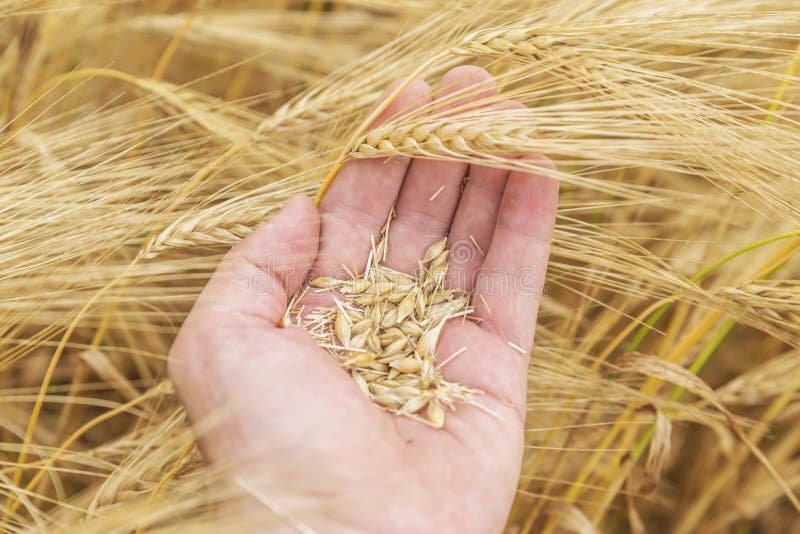 Crop Hand Touching Seedlings On Hydroponics Farm Stock Photo - Image of ...