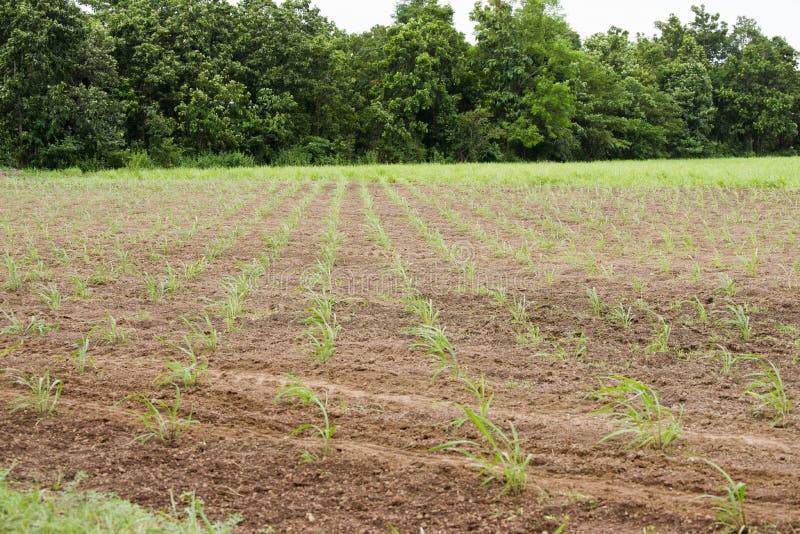 Crop farming. stock photo. Image of dirt, rain, climate - 25897296