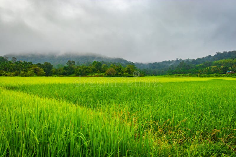 Crop Farming Fields in Countryside Rural Village Area Stock Photo ...