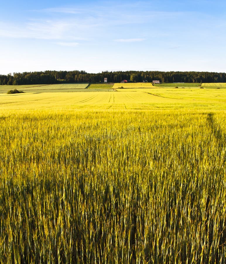Crop field stock image. Image of crop, land, landscape - 26093819