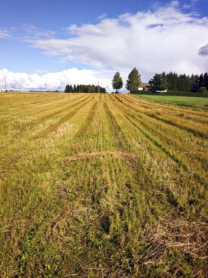 Crop field stock image. Image of crop, land, landscape - 26093819