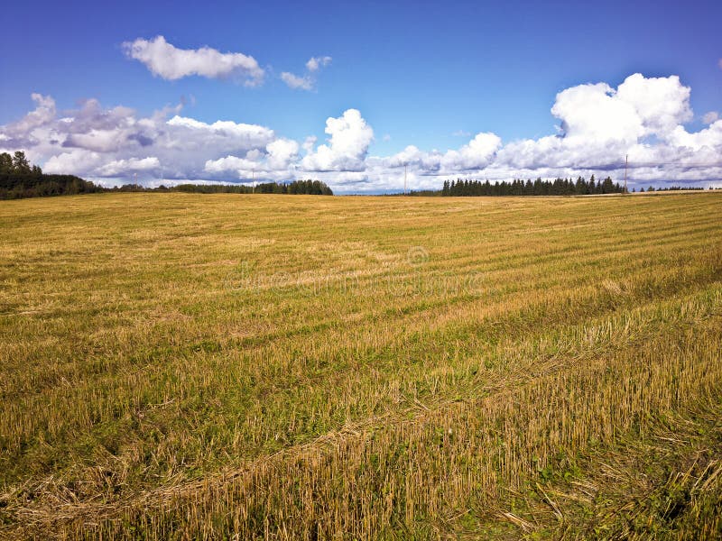 Crop field stock photo. Image of country, blue, light - 26577676
