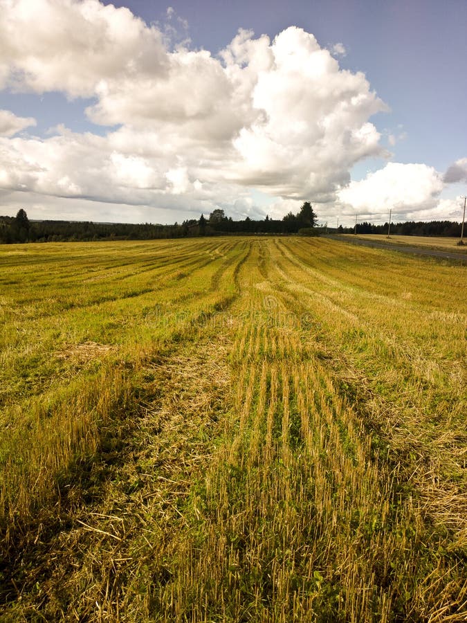 Crop field stock image. Image of crop, land, landscape - 26093819