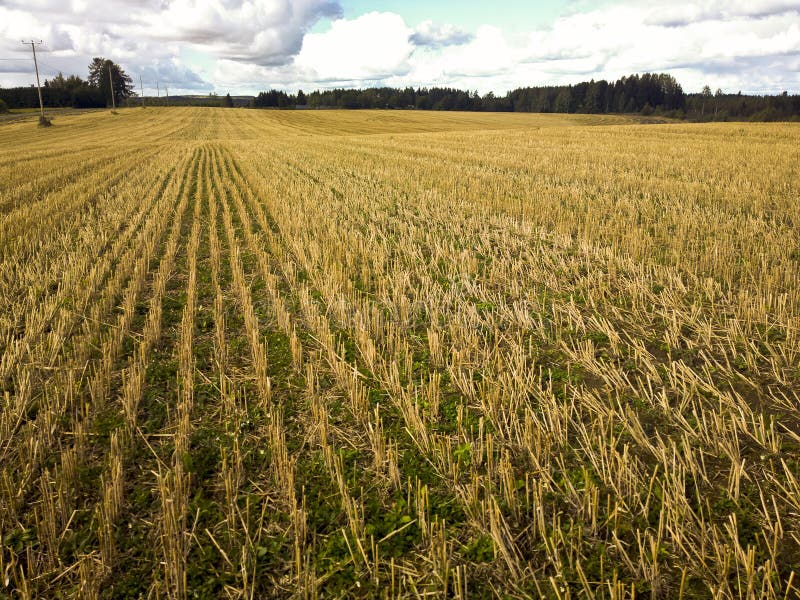 Crop field stock photo. Image of cereal, agriculture - 26577712