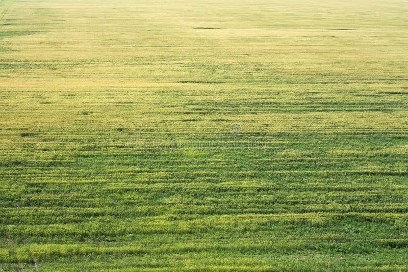 Crop Field Picture. Image: 9756894