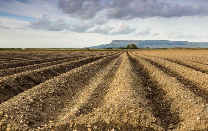 Crop Field stock photo. Image of field, crop, farm, potatoes - 54483712