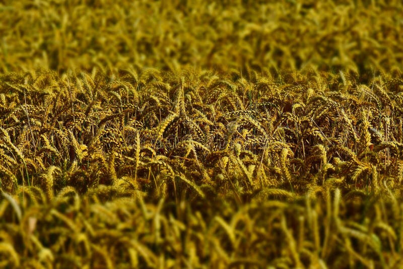 Field, Grass, Crop, Grass Family Picture. Image: 99300244