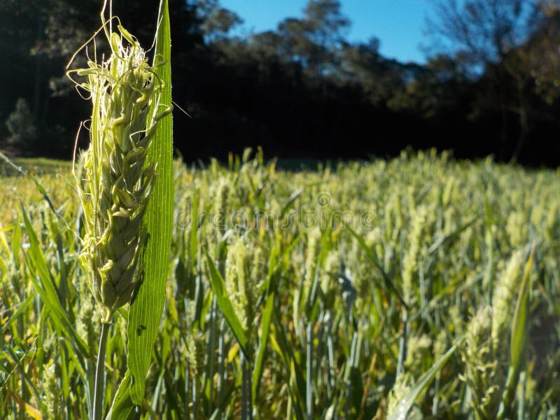 Field, Plant, Crop, Grass Family Picture. Image: 132274814