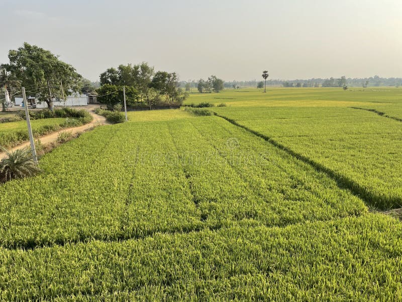 Crop Field Greenery Sunlight Falling Stock Photo - Image of plain, hill ...