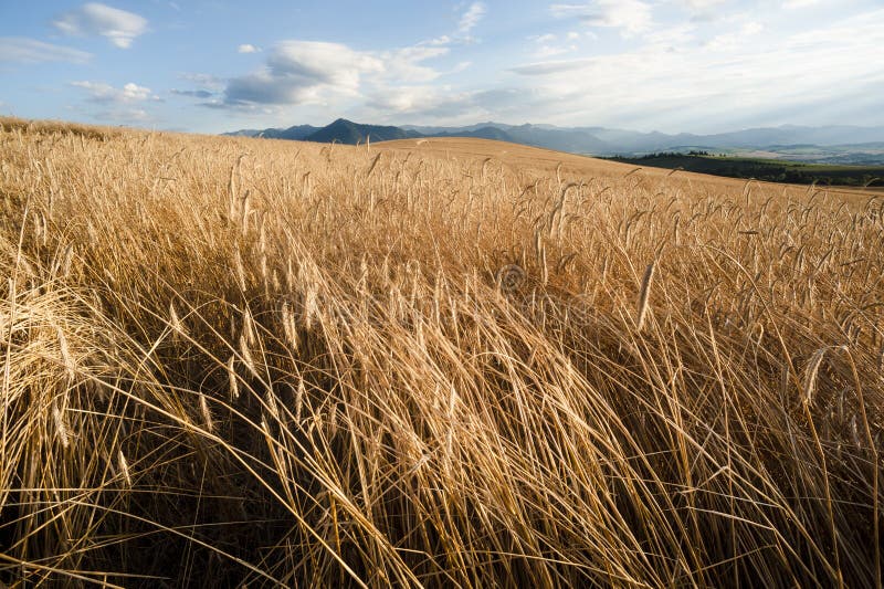Crop Field stock image. Image of landscape, liptov, nature - 43894323