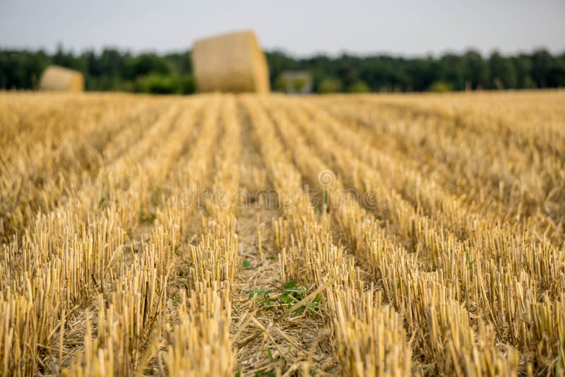 A crop field after harvest stock image. Image of field - 97067309