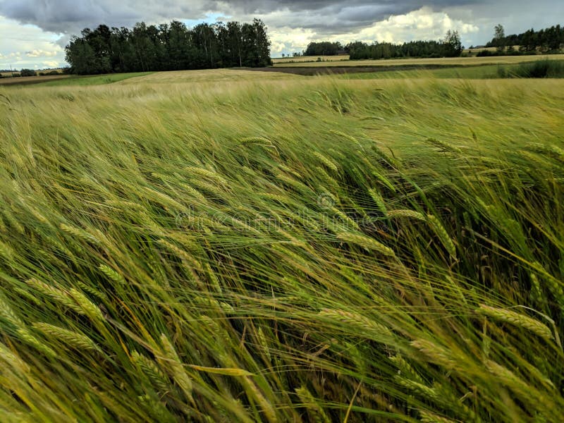 Crop field land stock image. Image of meadow, fieldand - 181839807