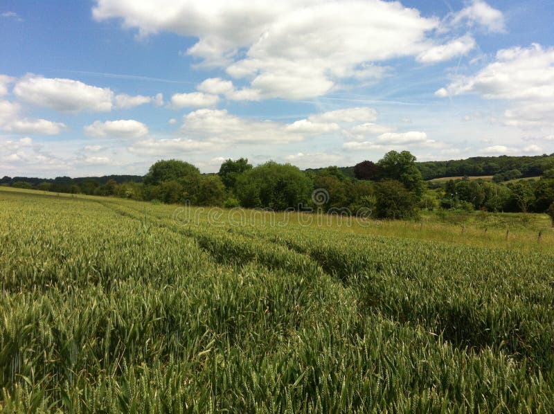 Crop Field Landscape with Trees Stock Photo - Image of clouds, trees ...