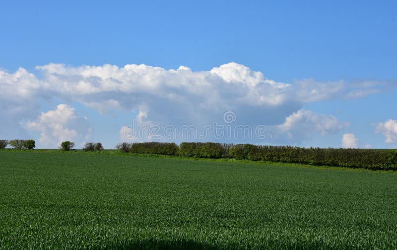 Crop Field with Lush Crops in the Spring Time Stock Image - Image of ...