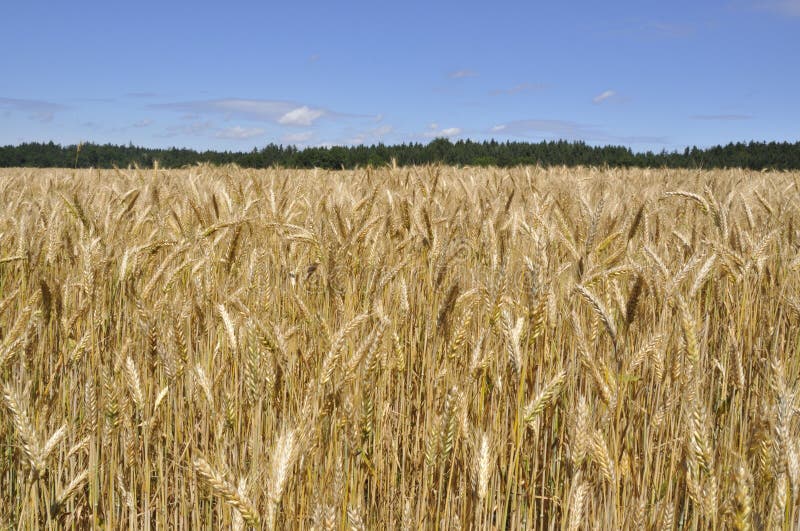 Crop field stock image. Image of agriculture, withered - 42326285