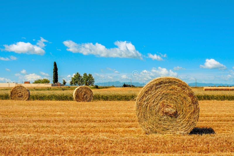 Crop Field in Spain with Round Straw Bales after Harvesting Stock Image ...