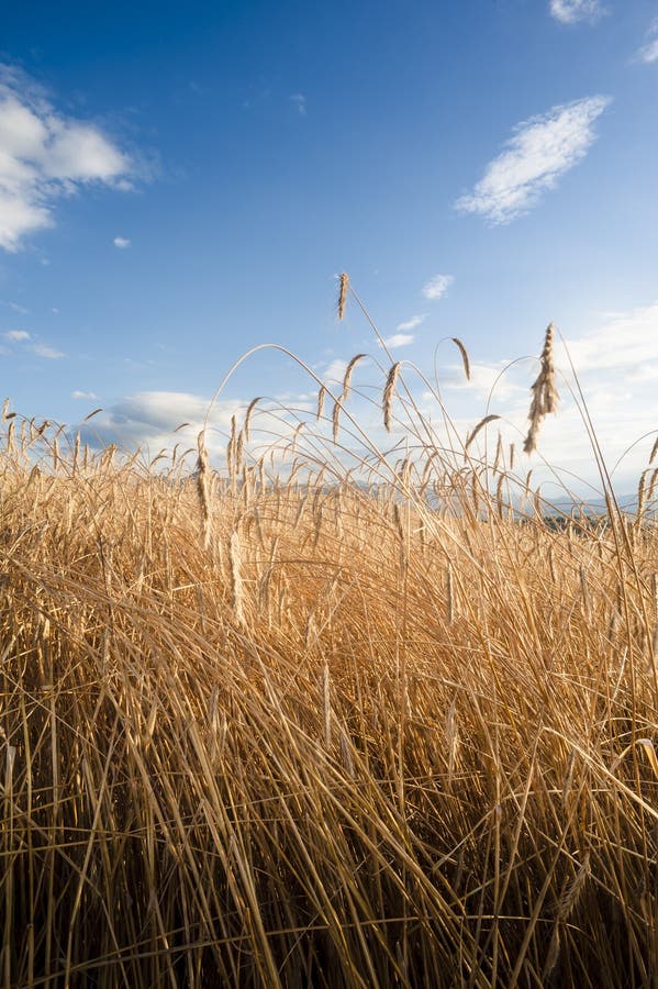 Crop Field vertical stock photo. Image of crop, clouds - 43894272