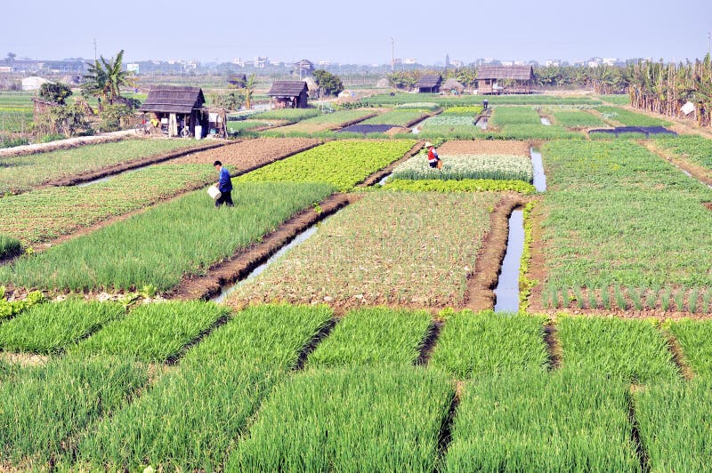 Crop fields editorial photography. Image of cropland - 17752257