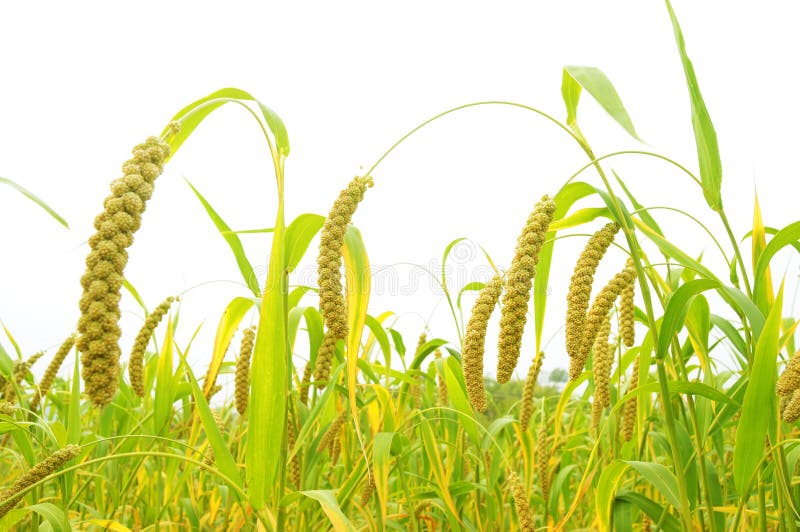 Crop fields stock photo. Image of field, maize, blue - 21483948