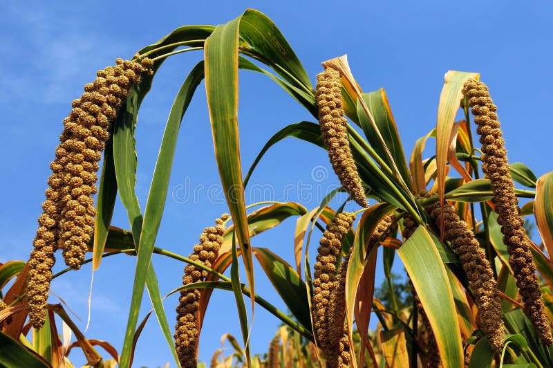 Millet Crop stock image. Image of cultivation, crop, grain - 19167377