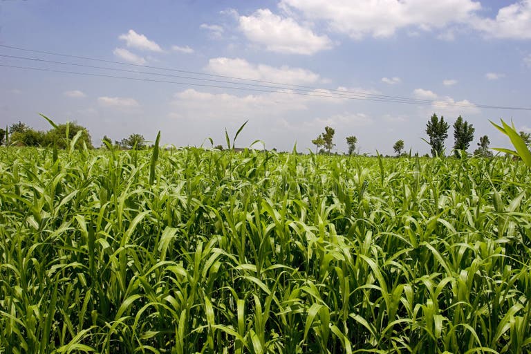 Crop Fields stock image. Image of food, harvest, rural - 4011633