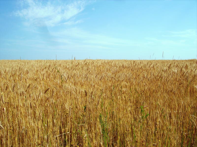 Crop Fields stock image. Image of plants, garden, fields - 5481975