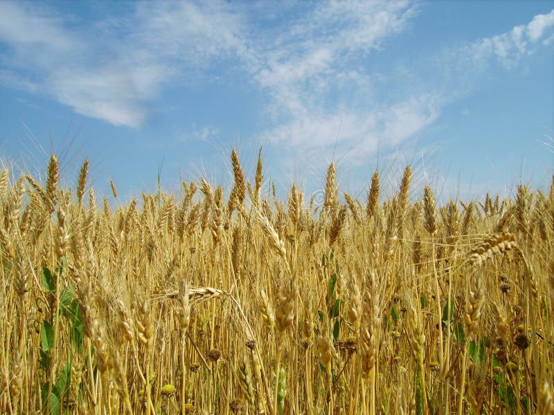 Crop Fields stock photo. Image of granary, fields, crop - 5481986