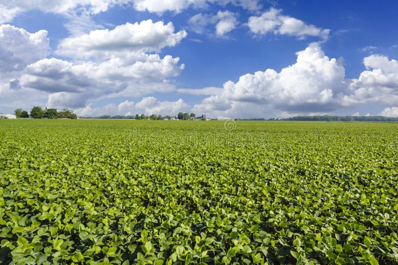 Crop fields of Beetroot stock photo. Image of farmstead - 221672854