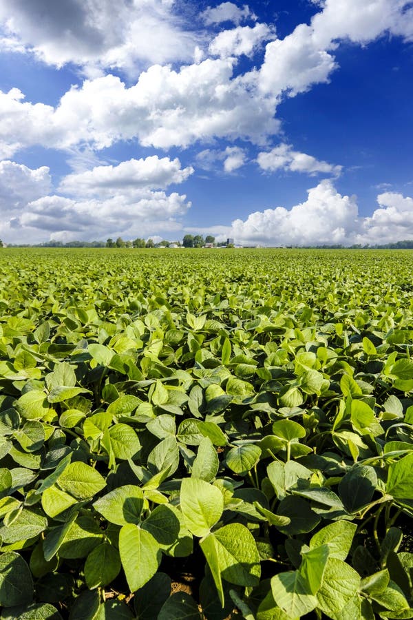 Crop fields of Beetroot stock photo. Image of fields - 221672888